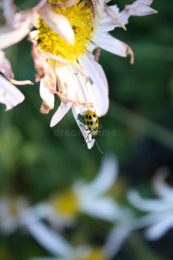 Yellow Ladybug stock image. Image of insects, daisy, coccinellidae ...