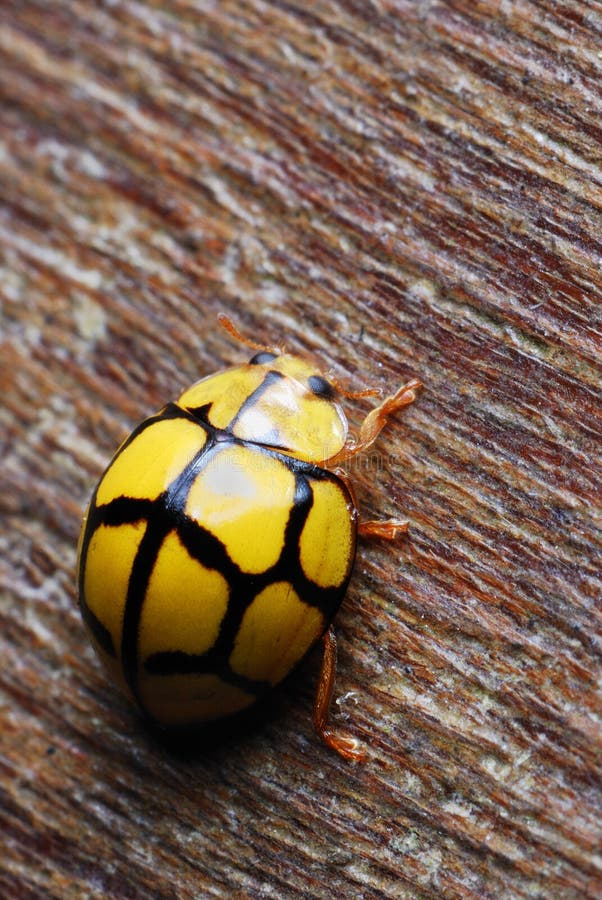 Yellow Ladybug stock photo. Image of beetle, cute, ecology - 14405474