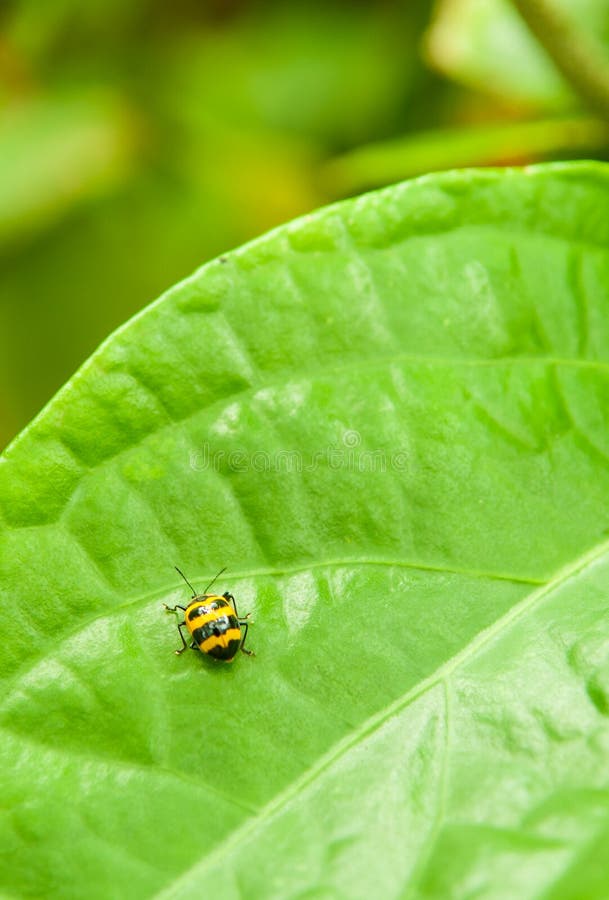 Yellow ladybug stock image. Image of ladybug, beetle - 43102509