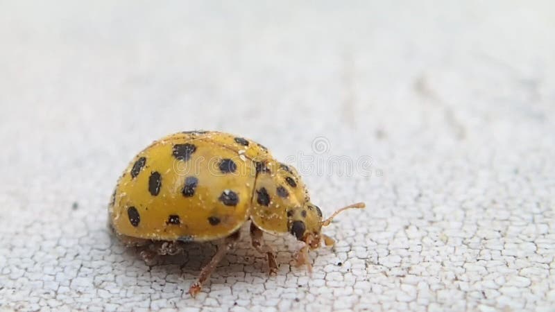 Yellow Ladybug Cleaning Its Legs Stock Footage - Video of legs ...