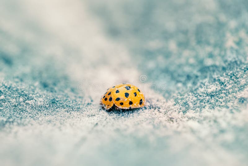 Yellow Ladybug on the Frozen Leaf. Ladybird Insect Macro Shot Stock ...