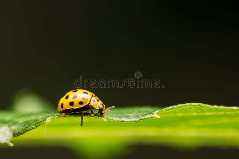 Yellow Ladybug Insects stock image. Image of aphids, aphid - 32484885