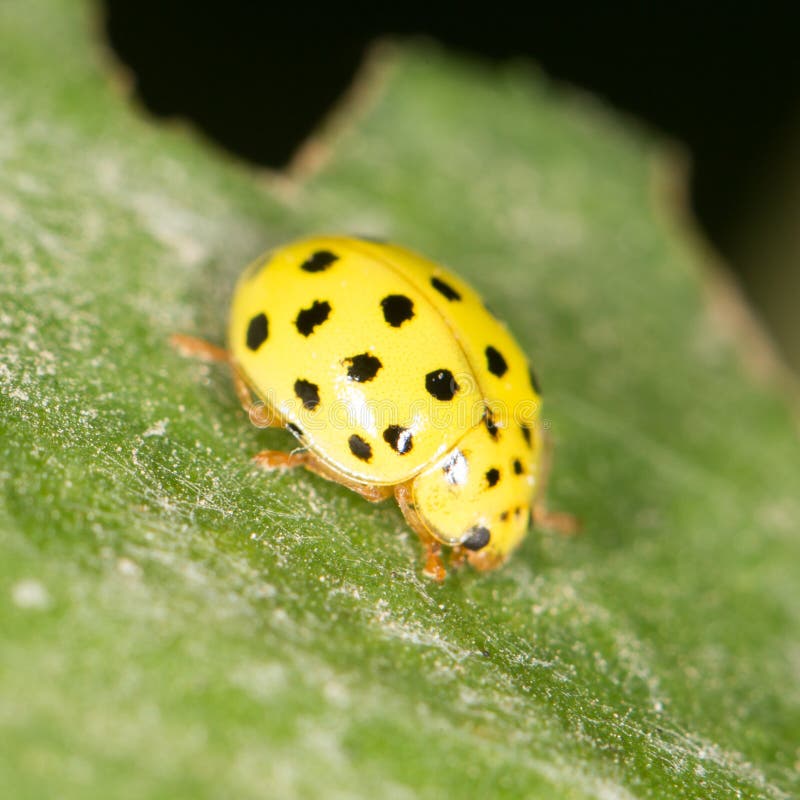 Yellow Ladybug on Nature. Close Stock Photo - Image of animal, beetle ...