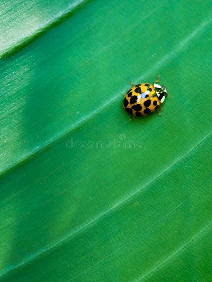 Yellow Ladybug with Polka Dots Stock Image - Image of nerves, beetle ...