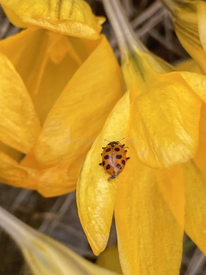 Yellow Ladybug Insects stock image. Image of aphids, aphid - 32484885
