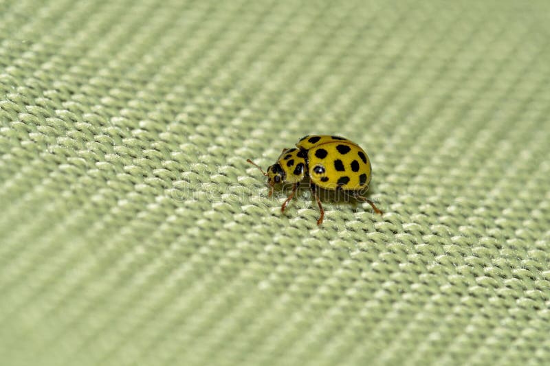 Yellow Ladybug Insects stock image. Image of aphids, aphid - 32484885