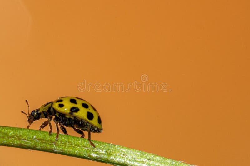 Yellow Ladybug on Top of a Plant Stock Photo - Image of fauna, italy ...