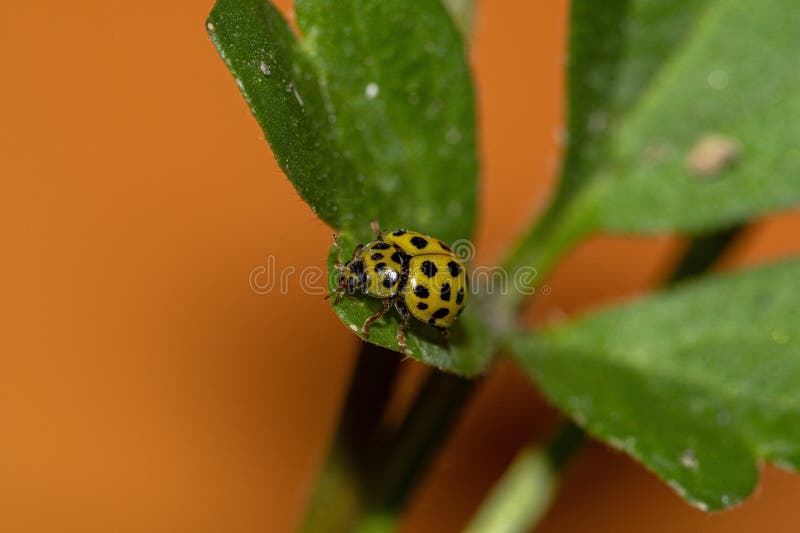 Yellow Ladybug on Top of a Plant Stock Photo - Image of spot, climb ...