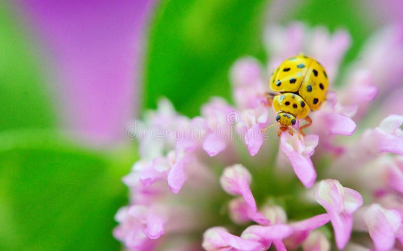 Yellow Ladybug Insects stock image. Image of aphids, aphid - 32484885