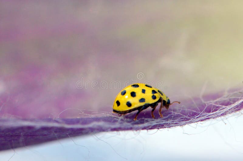 Yellow Ladybug Insects stock image. Image of aphids, aphid - 32484885