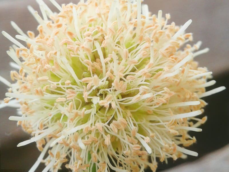 Yellow Lamtoro Flower on Kamboja Plant Stock Image - Image of food ...