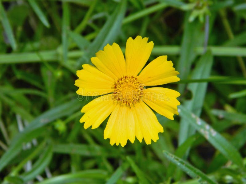 Coreopsis Lanceolata Lanceleaf Coreopsis Flower Stock Image - Image of ...