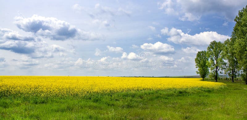 Yellow landscape stock photo. Image of natural, sumer - 12011836