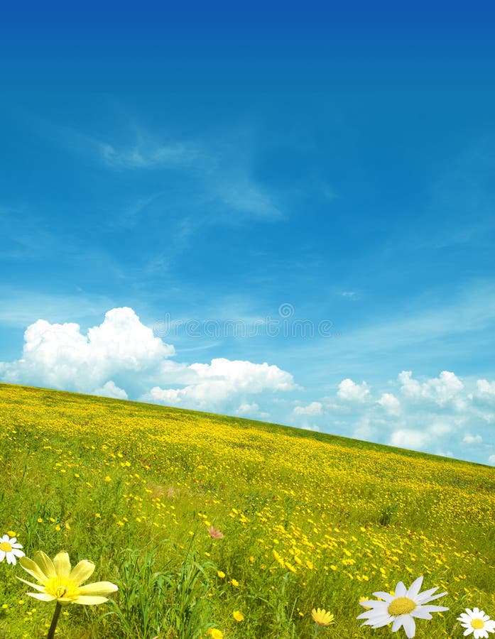 Yellow landscape stock image. Image of environment, farming - 8924089