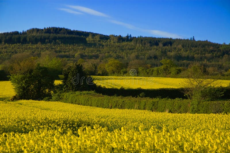 Yellow landscape of hill stock photo. Image of vacations - 10860034