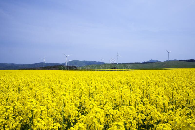 Yellow Landscape with Turbines Stock Photo - Image of green, crop: 32632264