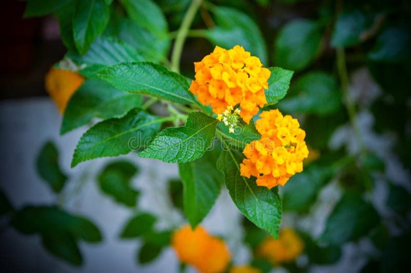 Yellow Lantana Flower Kerala Stock Photo - Image of green, lantana ...