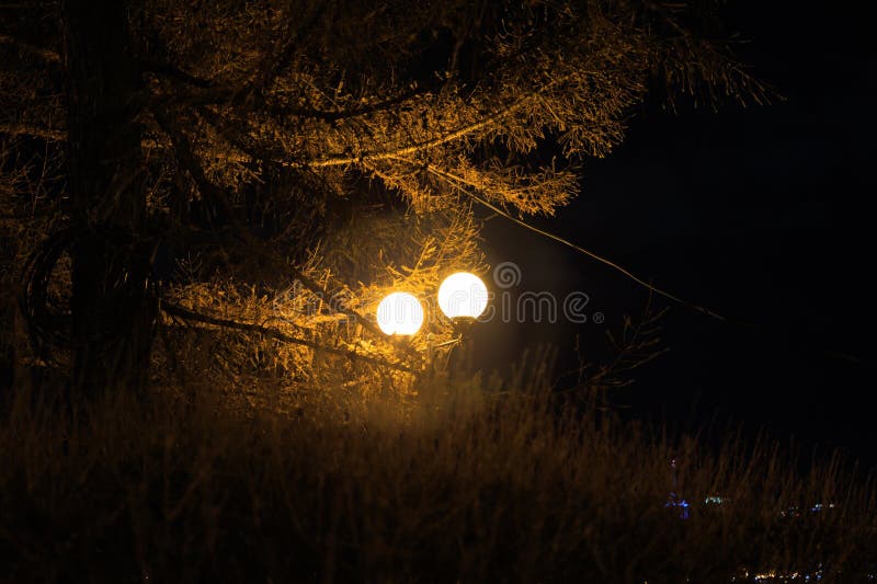 Yellow Lanterns Illuminating Tree Branches Stock Photo - Image of dark ...