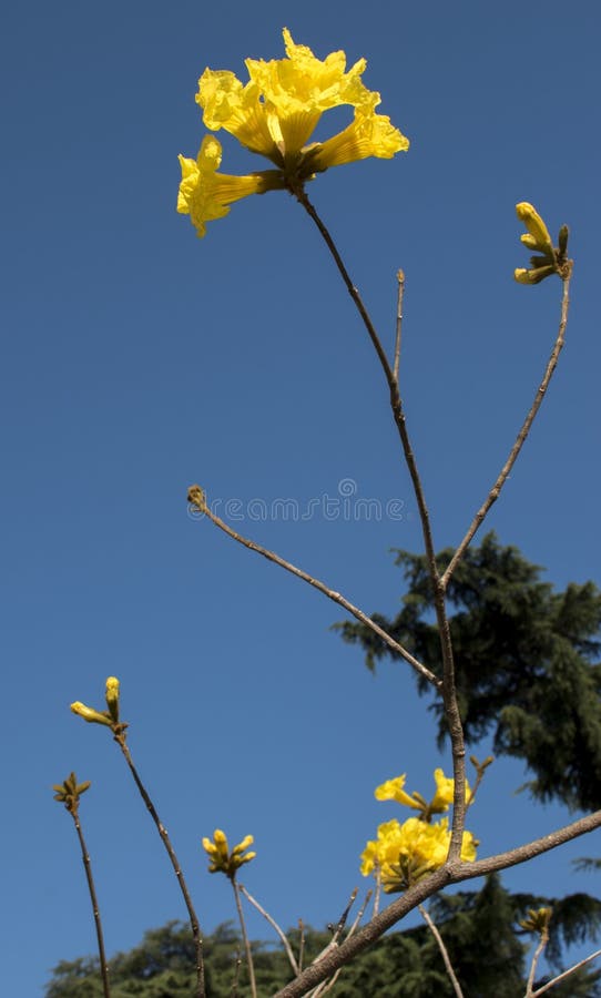 Yellow lapacho flower stock image. Image of detail, spring - 198162079