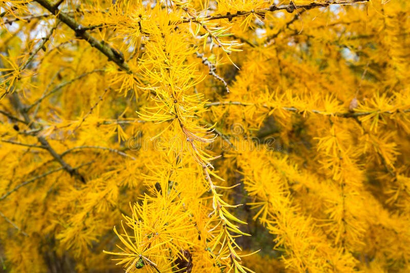 Yellow Larch Branch at Autumn Stock Image - Image of closeup, botany ...