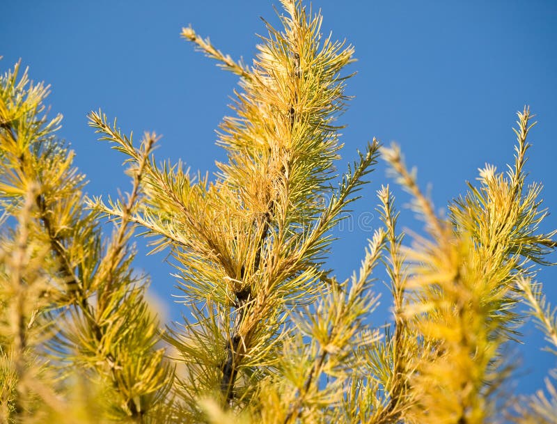 Yellow larch branches stock photo. Image of seasoning - 7104752