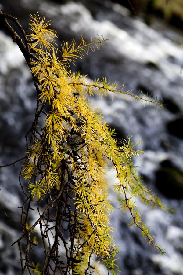 Yellow larch needles stock photo. Image of golden, bright - 16967436