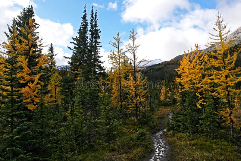 Yellow Larch Tree Forest Below Snowy Mountain Pass Stock Image - Image ...
