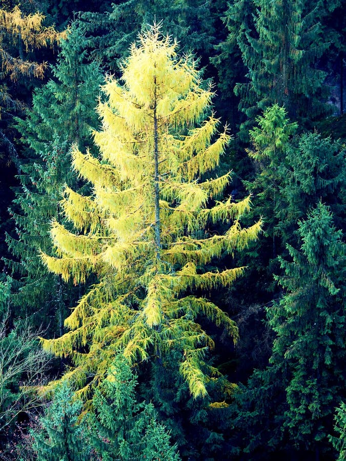 Yellow Larch Tree in Mountain Forest in Autumn Stock Photo - Image of ...