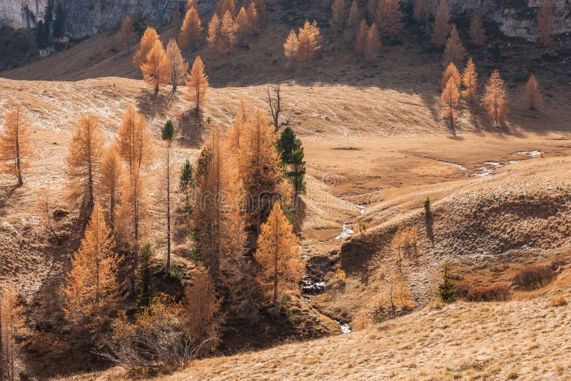 Yellow Larches at Fall in the Woods in Front of Antealo Mount Stock ...