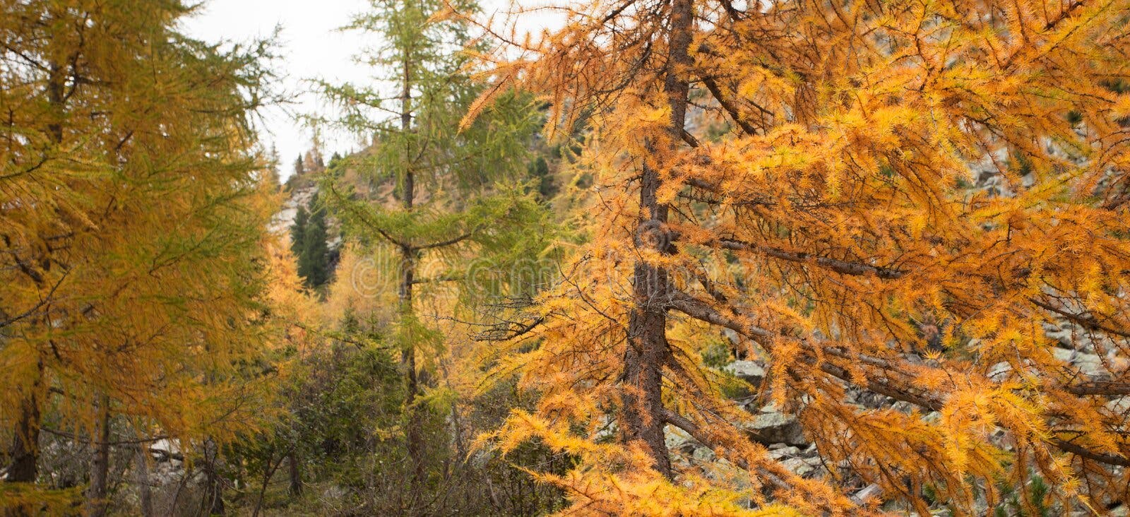 Yellow Larches at Fall in the Woods in Front of Antealo Mount Stock ...