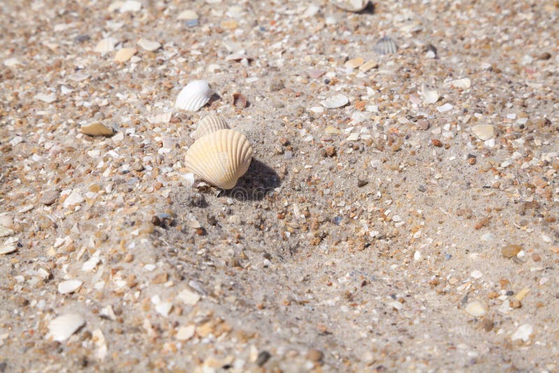 Yellow Large Shell on a Sandy Beach Stock Image - Image of white ...