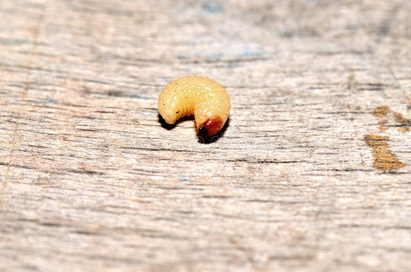 Yellow larva stock photo. Image of wooden, wood, incomplete - 79755032