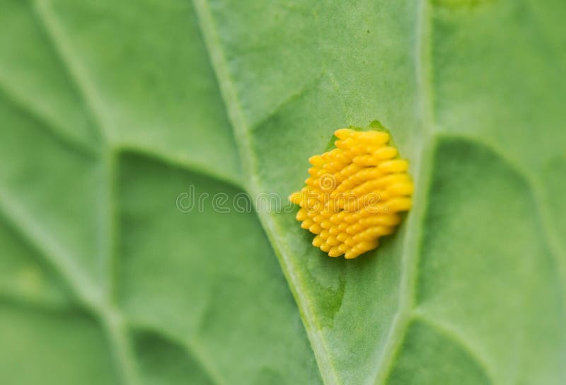 Yellow Larvae on Cabbage Leaf of Caterpillar or White Butterfly Pests ...