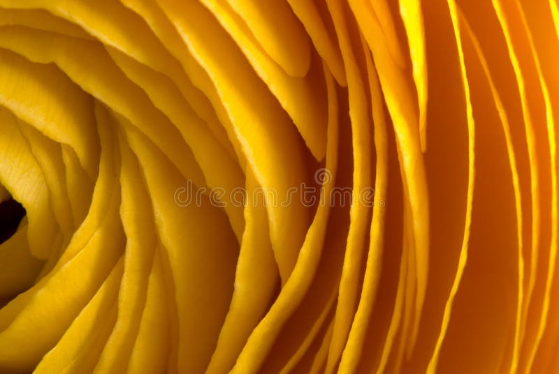 Yellow layers stock photo. Image of attraction, curve, garden - 726140