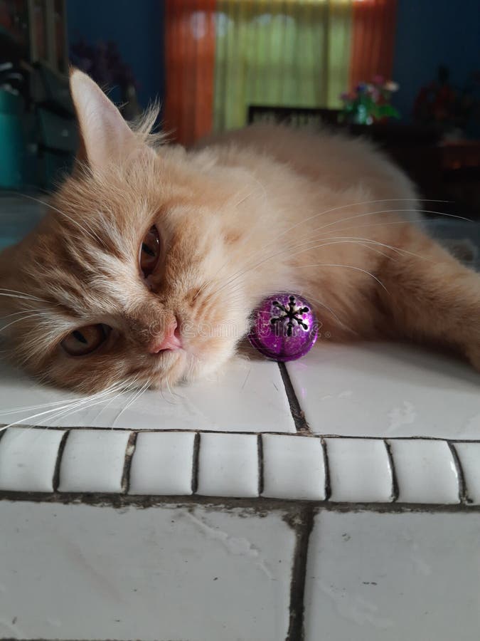 A Yellow Lazy Cat Staring at You Stock Image - Image of mammal, white ...