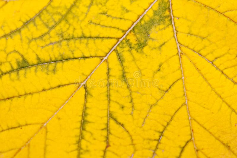 Yellow leaf stock image. Image of leaf, environment, closeup - 11145099