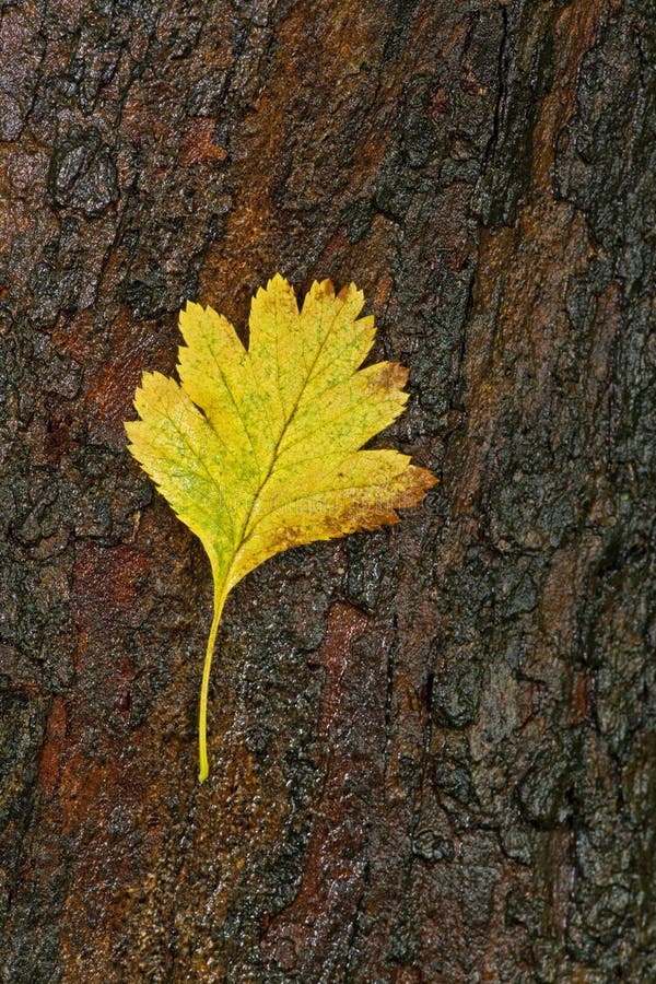 Yellow leaf stock image. Image of water, yellow, close - 11470855