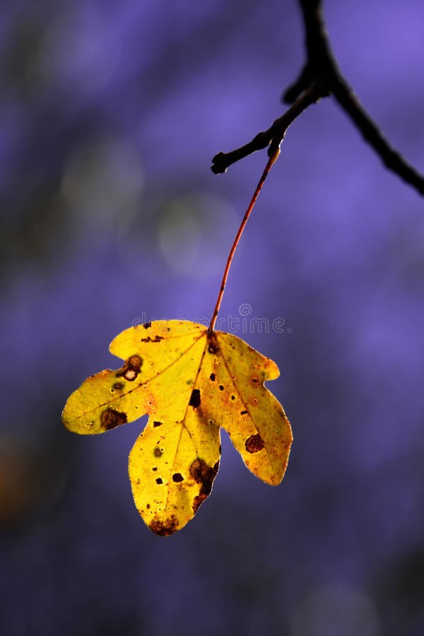 Yellow leaf stock photo. Image of leaf, yellow, seasonal - 28573960