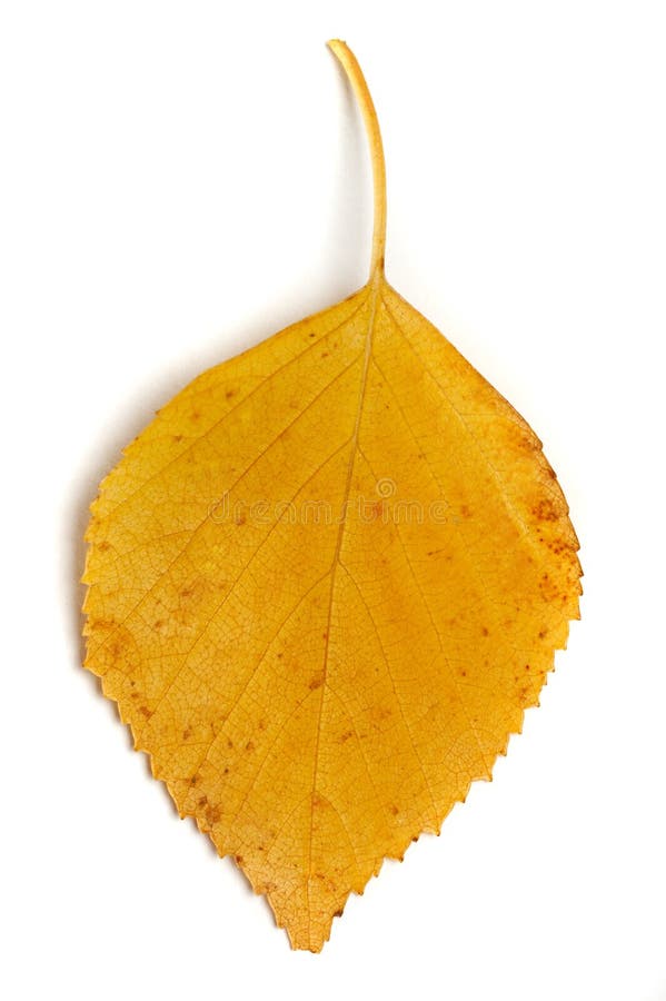 Yellow leaf stock photo. Image of foliage, colored, multi - 3200644