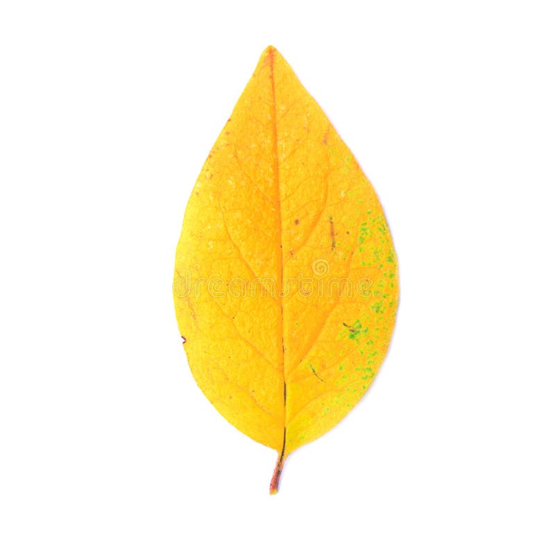Yellow Maple Leaf on White. Stock Image - Image of foliage, leaves: 2047141