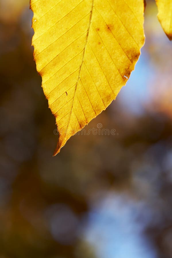 Yellow leaf stock image. Image of autumn, scenery, october - 3492779