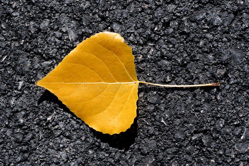 One Yellow Leaf Elm Isolated Stock Photo - Image of foliage, maple ...