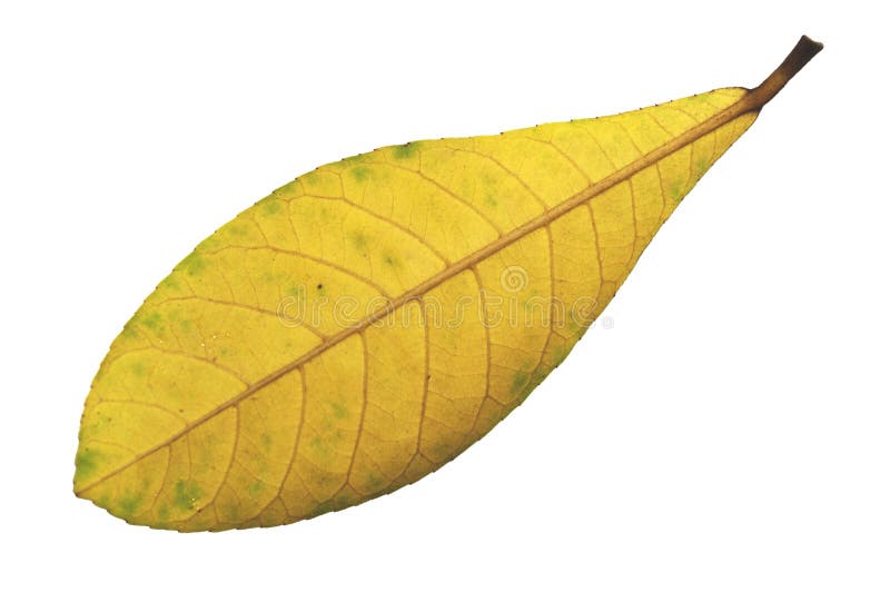 Leaf Free Stock Photos & Pictures, Leaf Royalty-Free and Public Domain ...