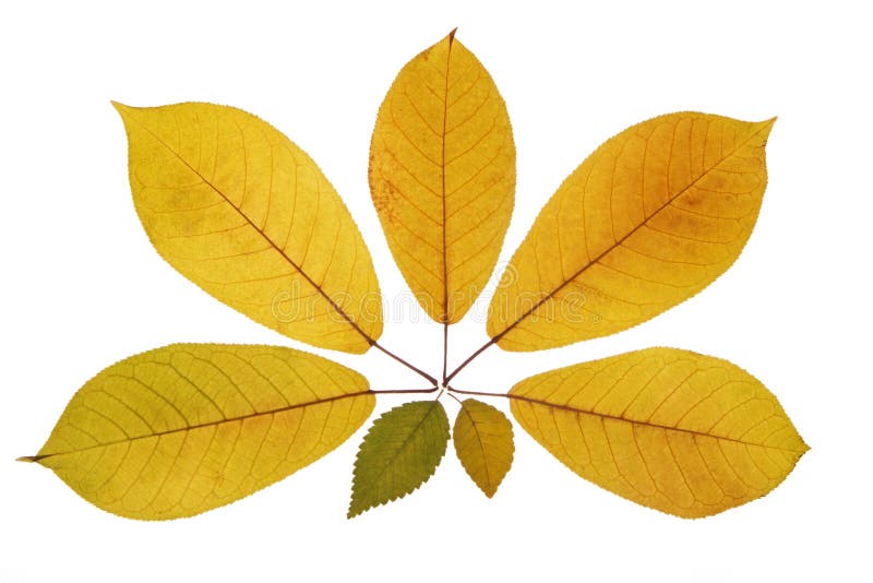 Yellow leaf stock photo. Image of natural, leaf, floral - 7249012