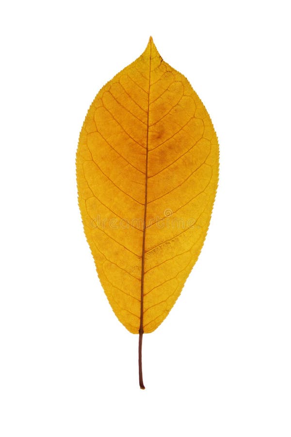 Yellow leaf stock photo. Image of season, formation, gold - 7249184