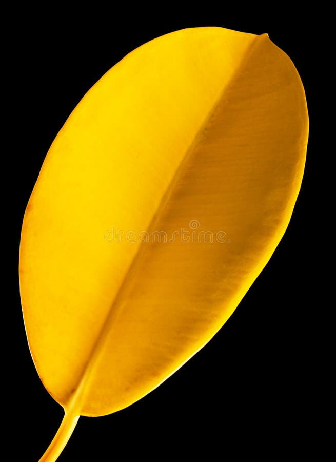 Yellow leaf and tree. stock photo. Image of climber - 108320996