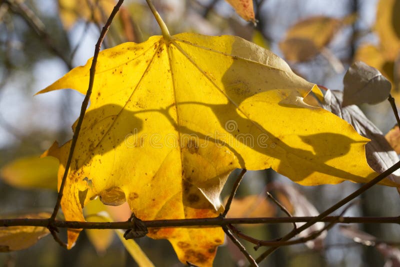Yellow leaf, autumn stock photo. Image of sunny, winter - 80125890