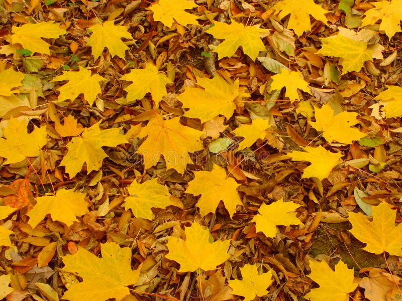 Yellow Leaf Background stock photo. Image of maple, states - 18030758
