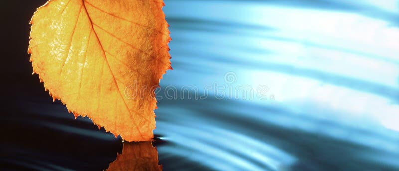 Yellow leaf in blue water stock image. Image of closeup - 252978761