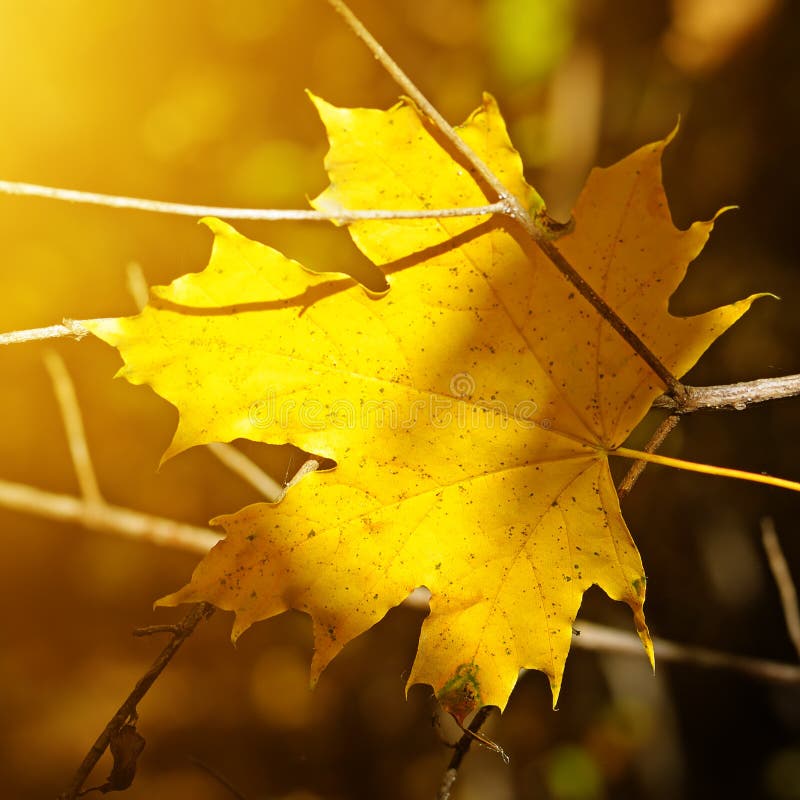 Yellow Leaf on Blurred Background Stock Photo - Image of close, blurred ...